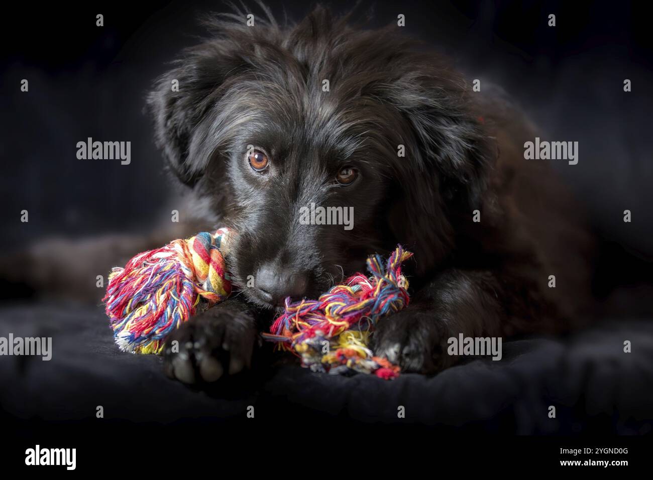 Black dog puppy lying down and chewing knot rope bone toy, portrait on ...