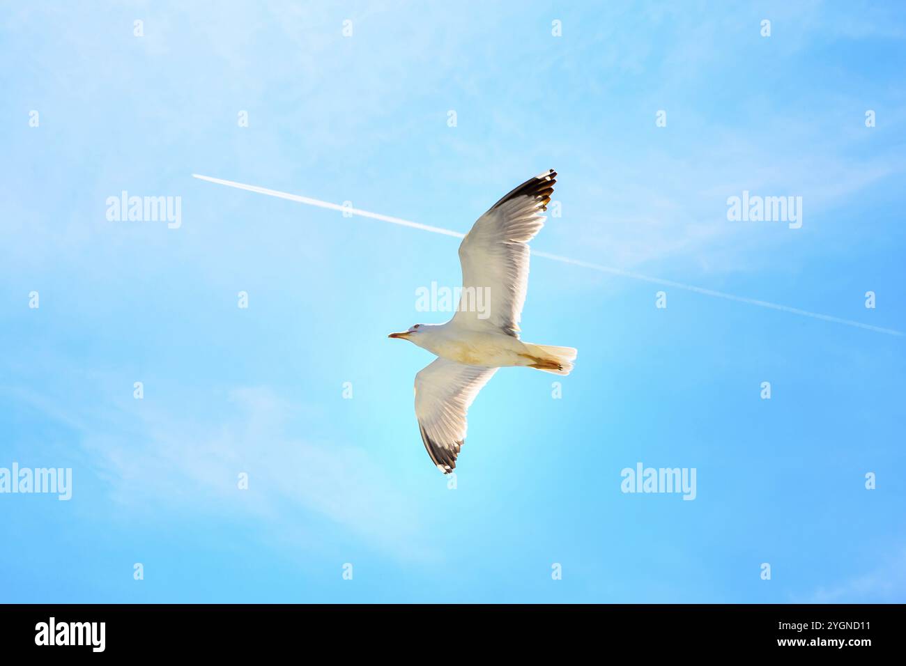 White contrail trace of plane and seagull on blue sky flying one ...