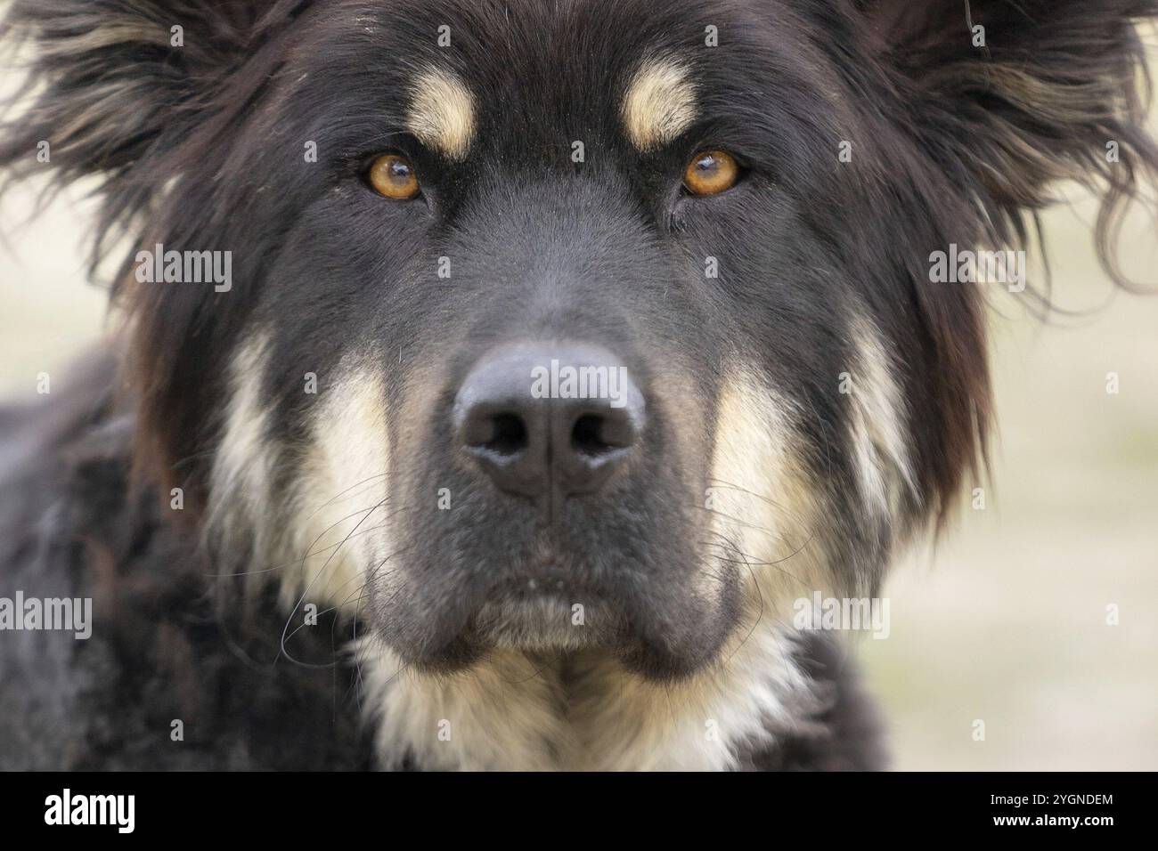 Portrait of large black long haired mutt stray dog, close-up Stock ...