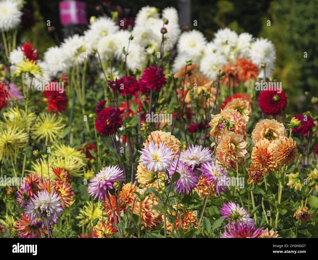 Colourful flower bed with various flowering dahlias in a sunny garden ...
