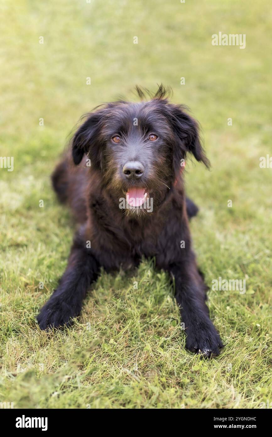 Doggy seating hi-res stock photography and images - Alamy