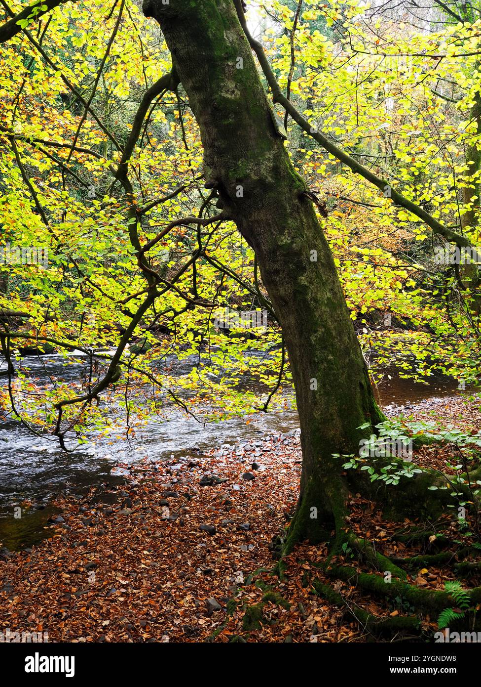 Autumnal tree overhanging the River Nidd in Nidd Gorge Woods ...