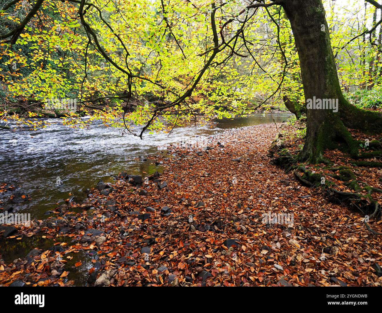 Autumnal tree overhanging the River Nidd in Nidd Gorge Woods ...