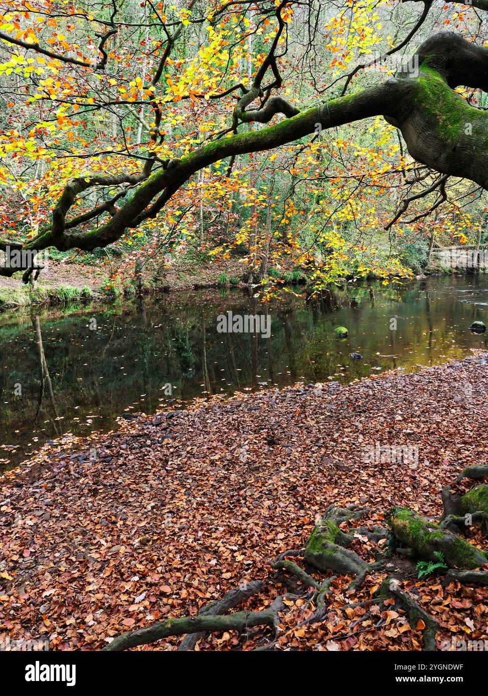 Fallen leaves and tree overhanging the River Nidd in Nidd Gorge Woods ...
