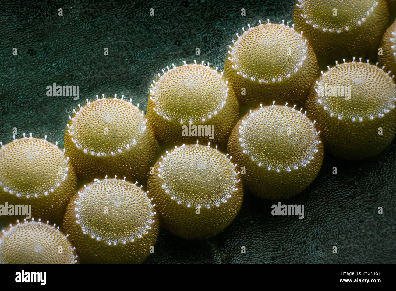 An insect egg with a "crown Stock Photo - Alamy