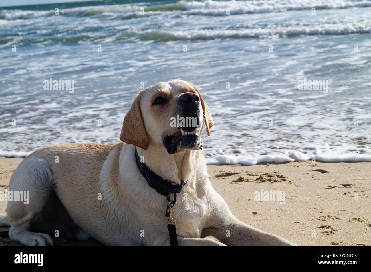 White short coated british Labrador Retriever on the beach of Blavand ...