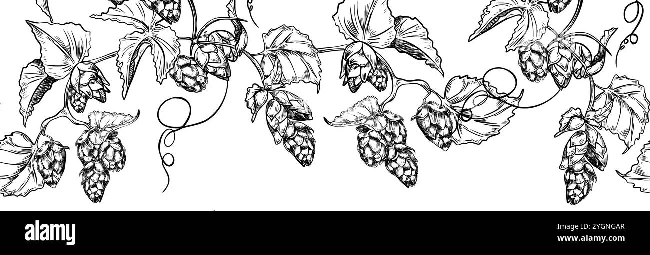 Hop vine, humulus cone black white graphic vector seamless border ...