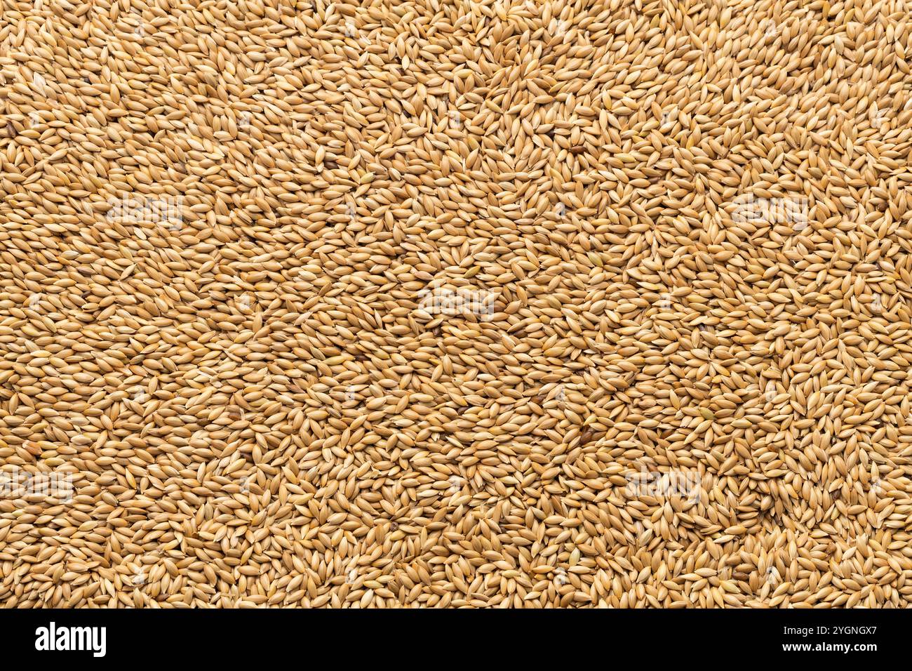 Bird seed food grain - Phalaris canariensis Stock Photo - Alamy