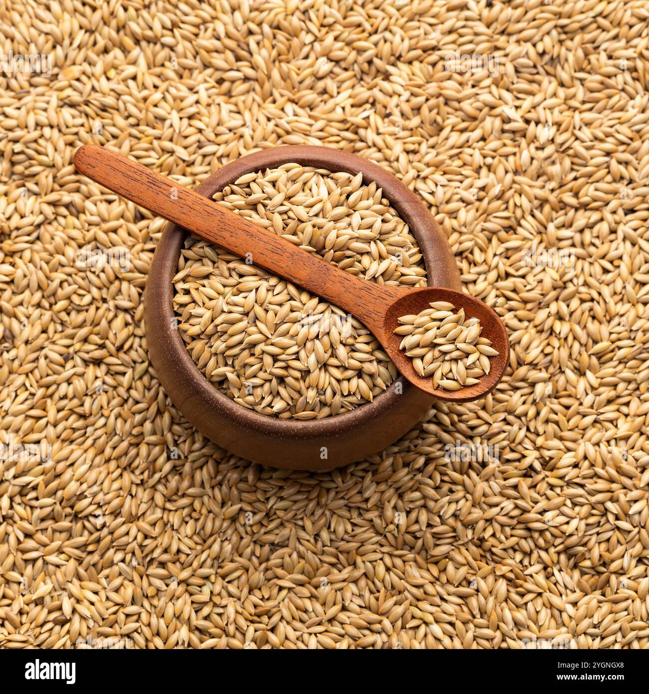 Bird seed food grain - Phalaris canariensis Stock Photo - Alamy