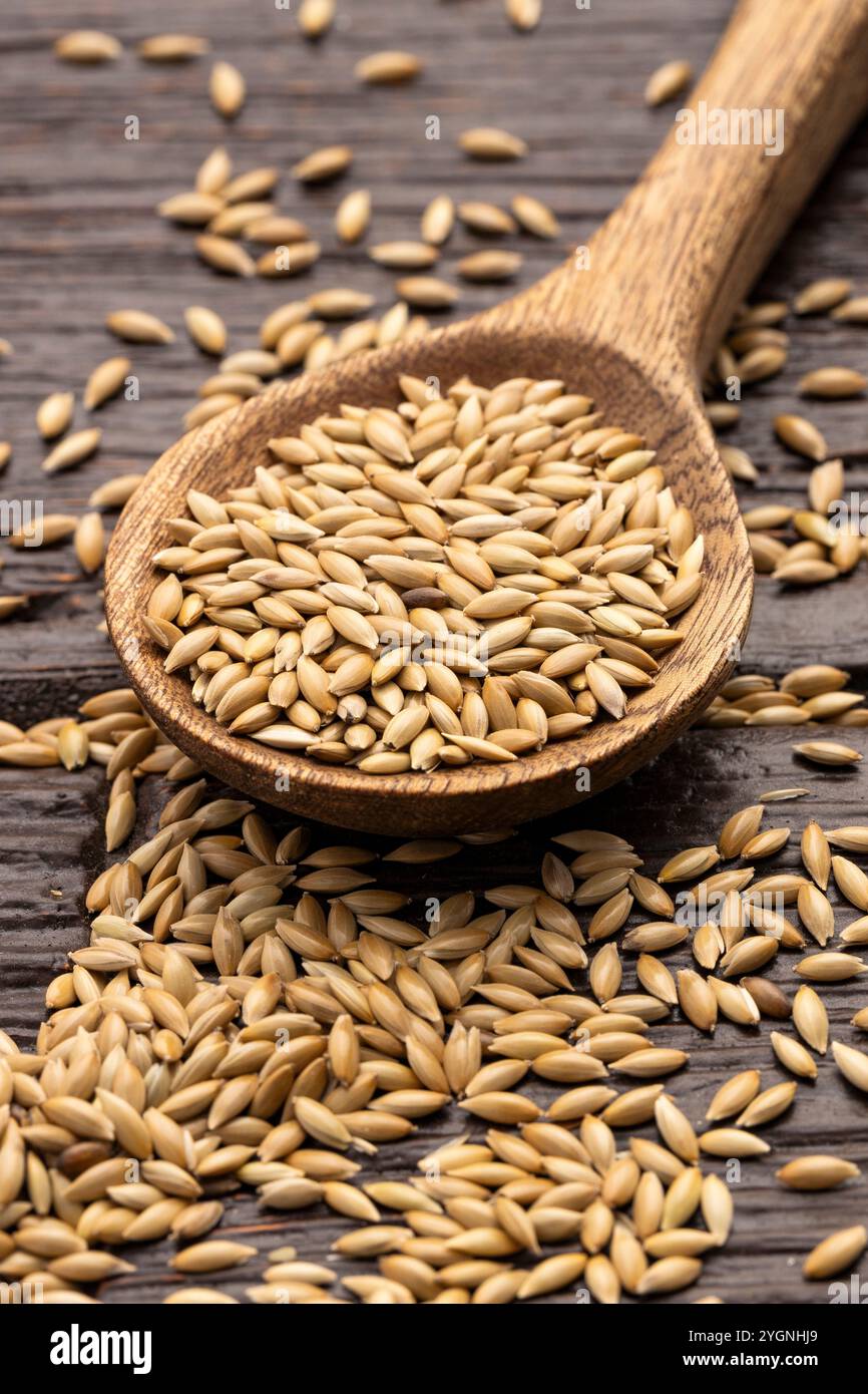 Bird seed food grain - Phalaris canariensis Stock Photo - Alamy