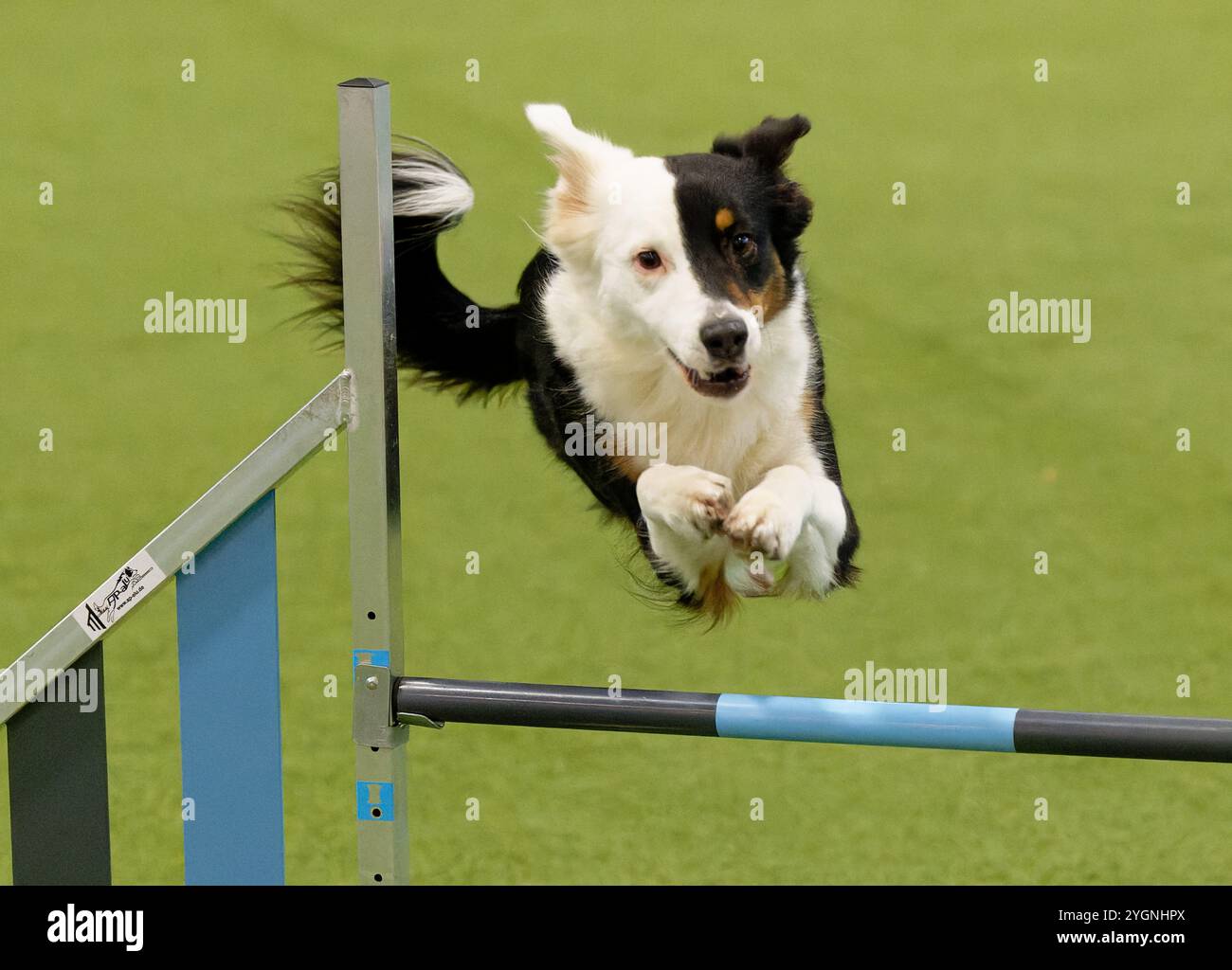 Dortmund, Germany. 08th Nov, 2024. Dog Holly jumps over an obstacle in ...
