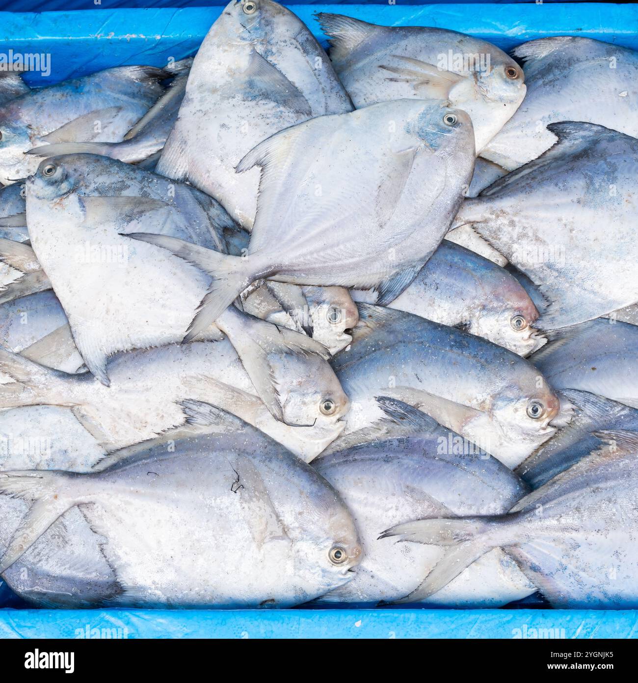 Is Pomfret A Sea Fish