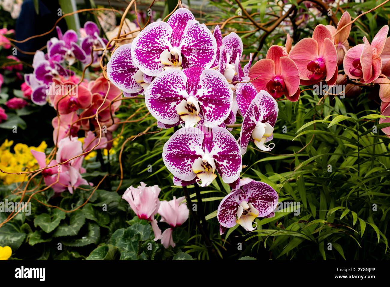 Peach orchid hi-res stock photography and images - Alamy