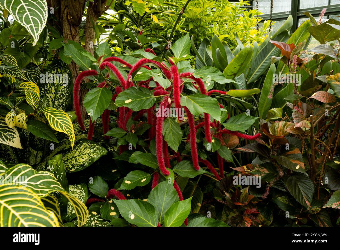 Tropical plant in tropical greenhouse hi-res stock photography and ...