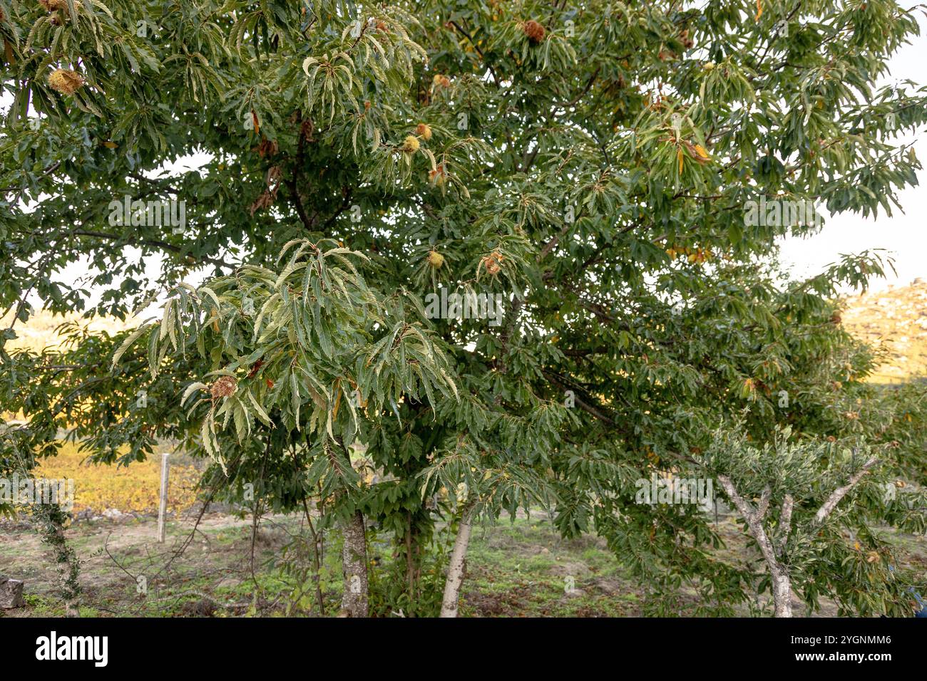 A lush chestnut tree filled with ripe burrs stands tall in a rural ...