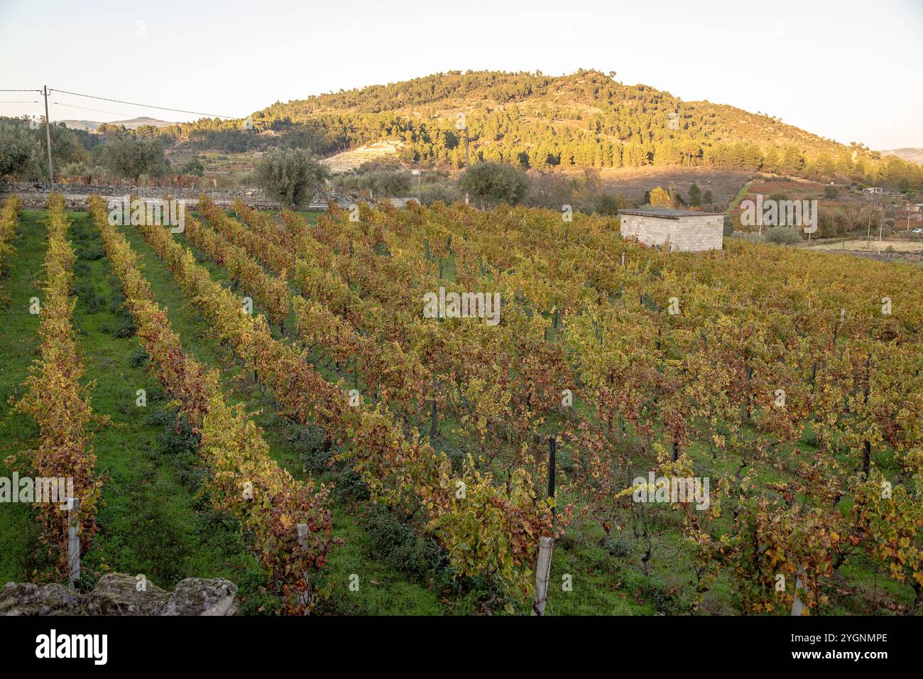 Rows of grapevines in a vineyard display golden and red autumn foliage ...