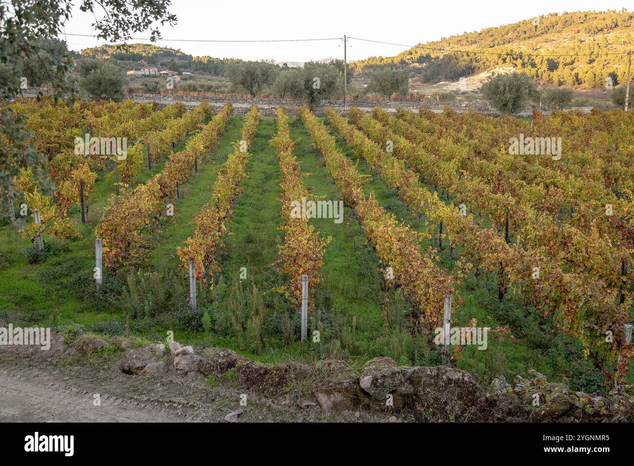 Rows of grapevines in a vineyard display golden and red autumn foliage ...
