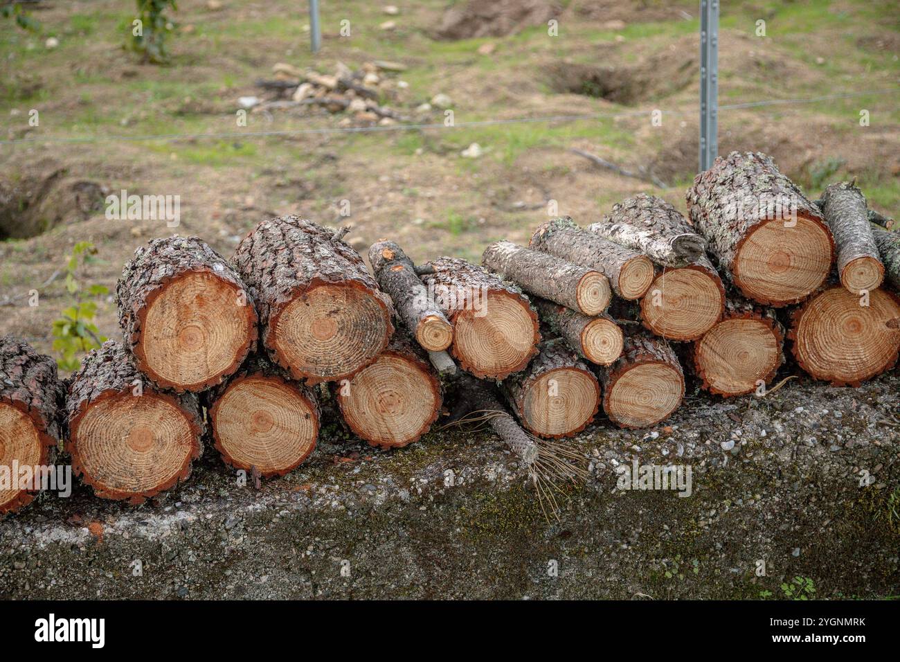 A stack of freshly cut logs lies on a stone wall in a rural setting ...