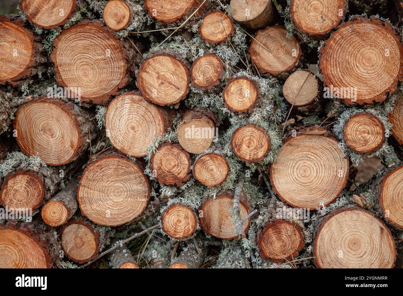 Tree trunks deforestation hi-res stock photography and images - Alamy