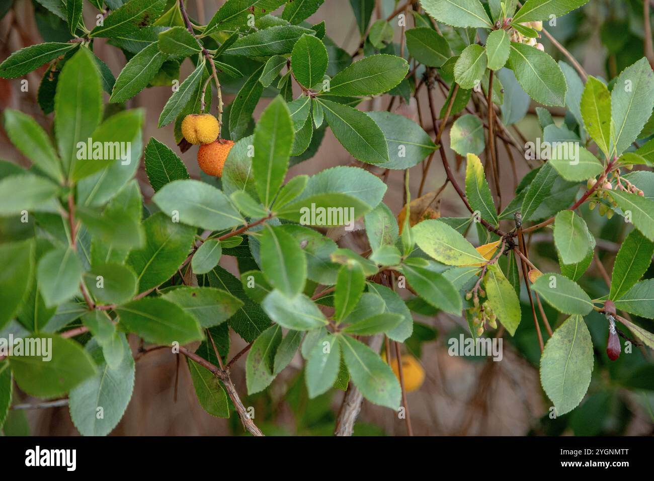 Strawberry tree (Arbutus unedo) fruits in various stages of ripeness ...