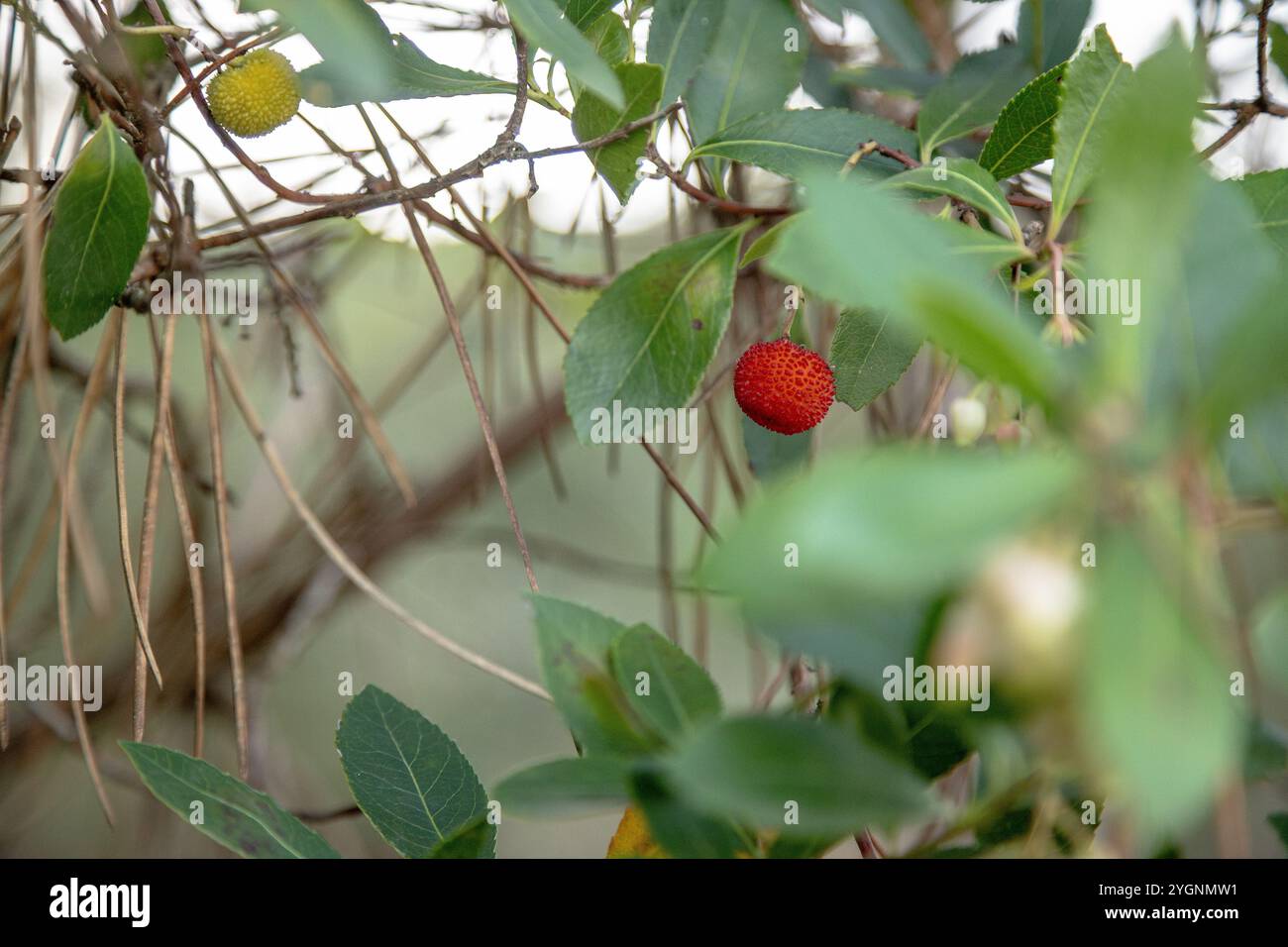 Strawberry tree (Arbutus unedo) fruits in various stages of ripeness ...