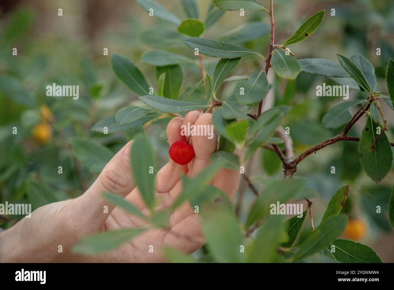 Hands carefully hold freshly picked strawberry tree (Arbutus unedo ...