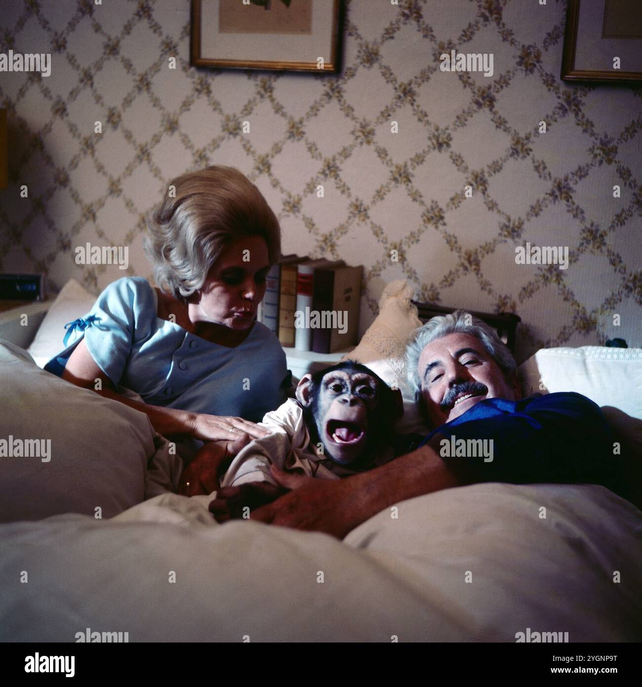 Show affe hi-res stock photography and images - Alamy