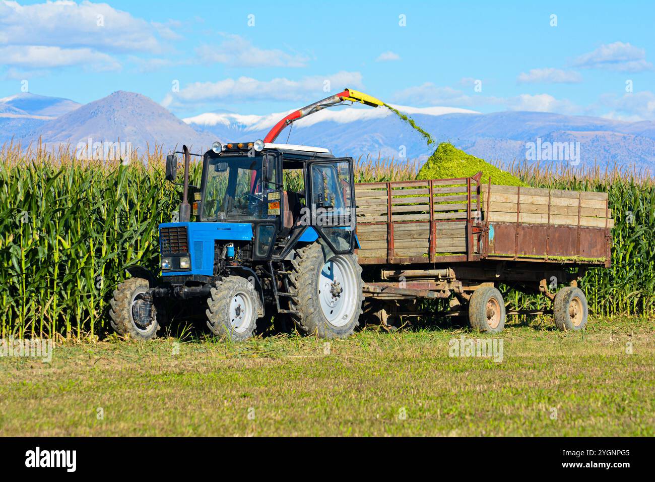 An old rural tractor collects a rich crop of corn from the field ...