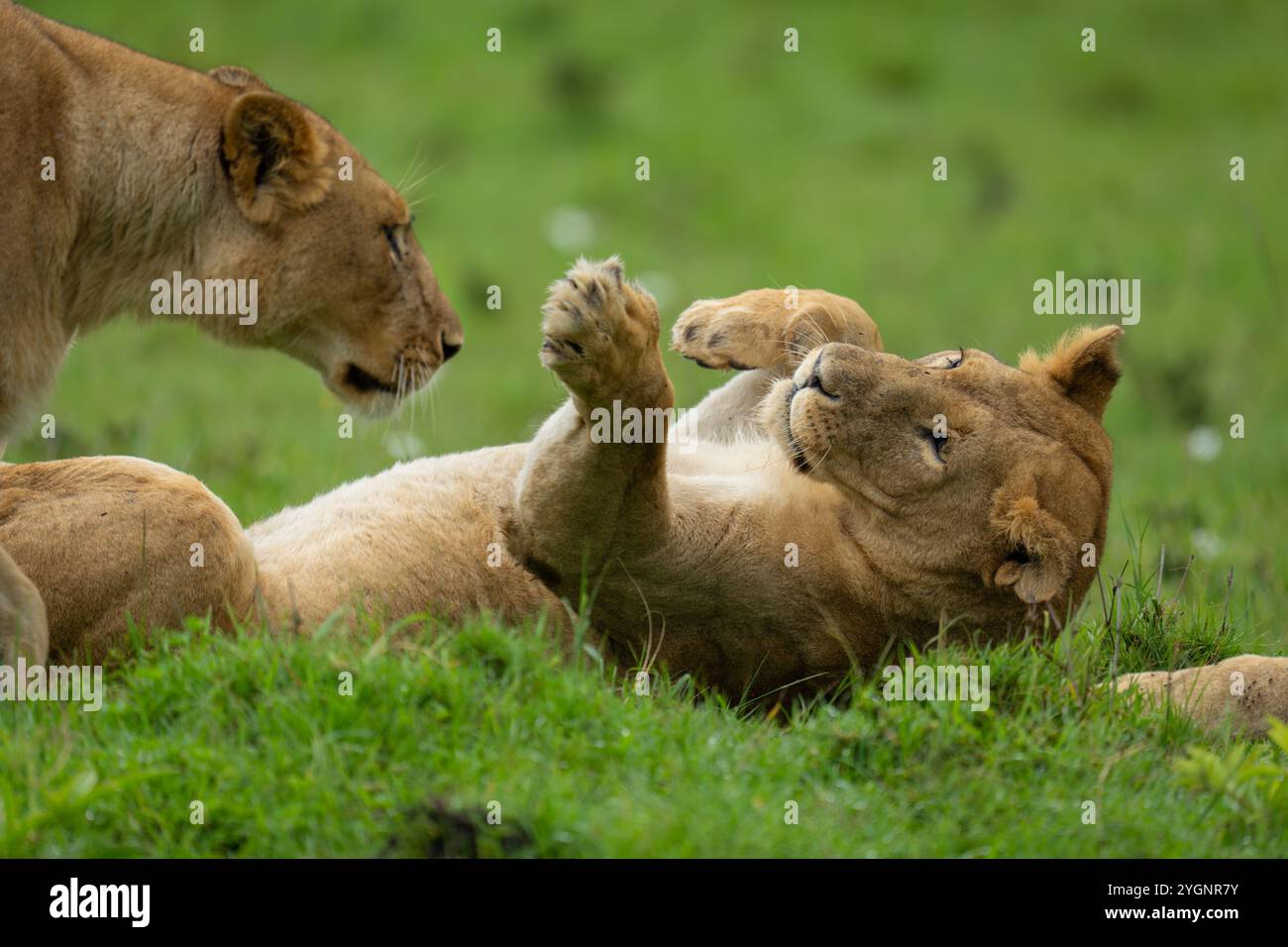 Lioness lying back hi-res stock photography and images - Alamy