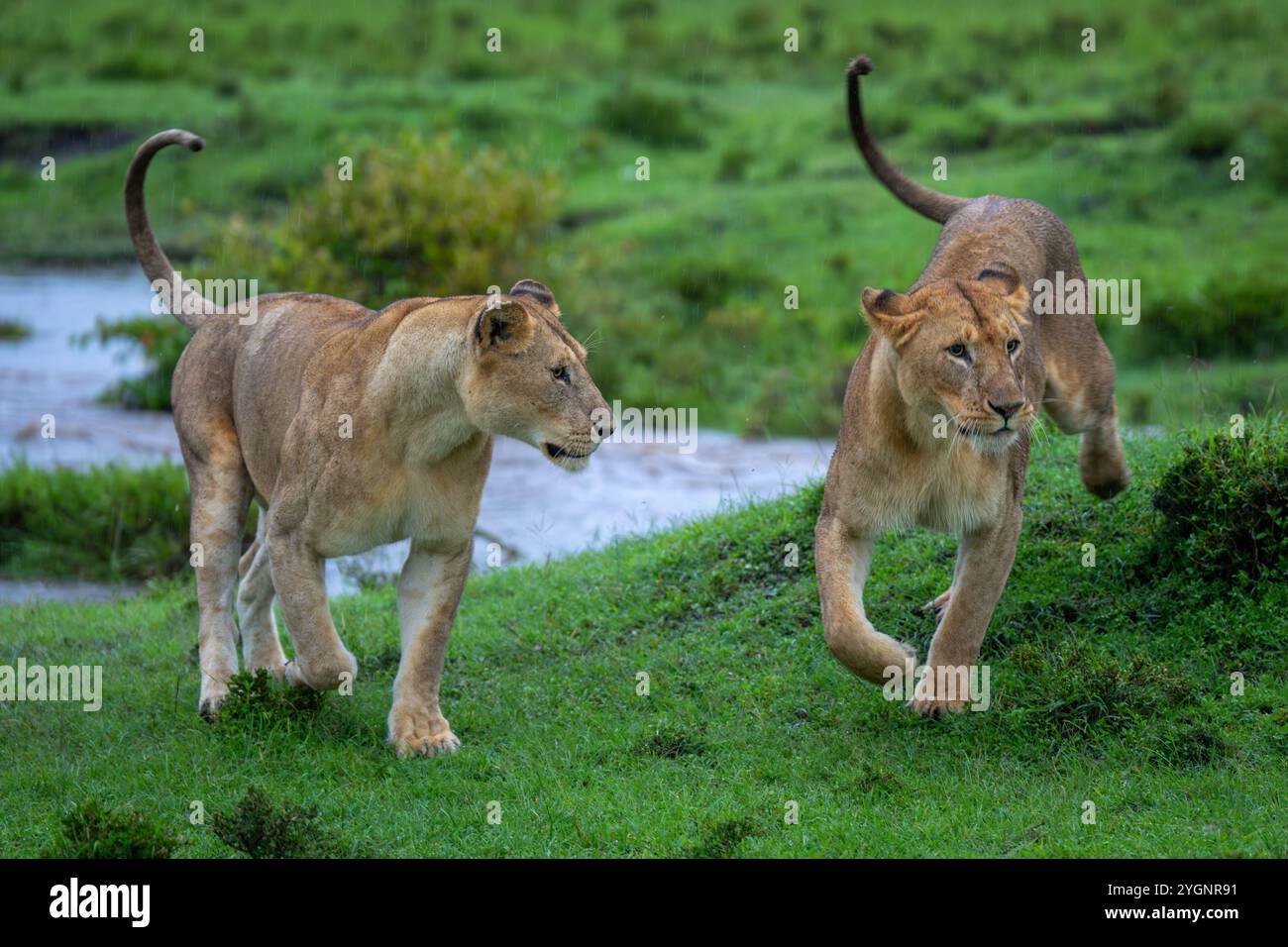 Lioness running grassland hi-res stock photography and images - Alamy