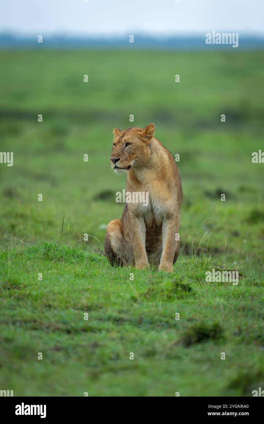 Lioness sits on short grass lowering head Stock Photo - Alamy