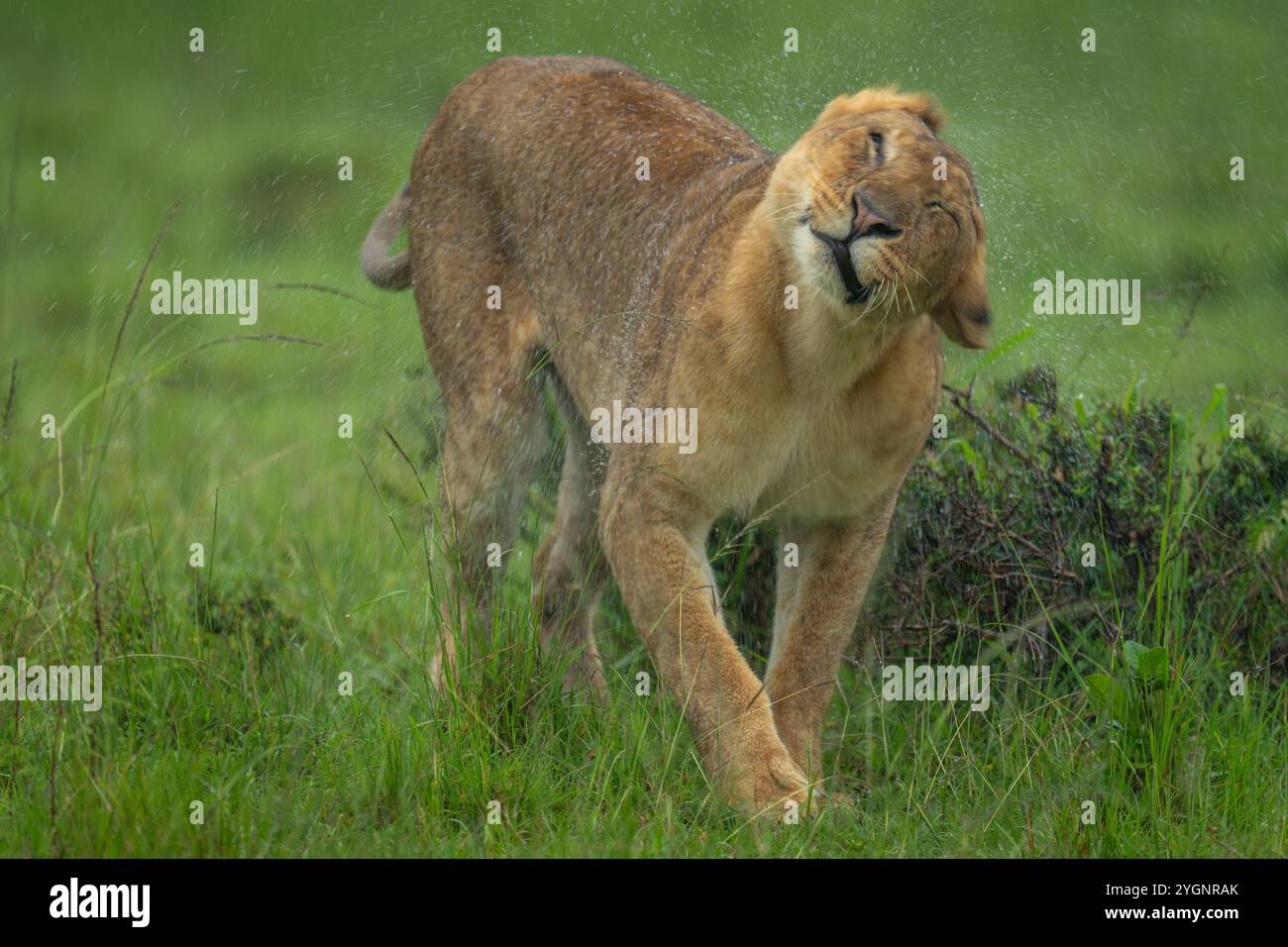 Lioness standing shaking off water from head Stock Photo - Alamy