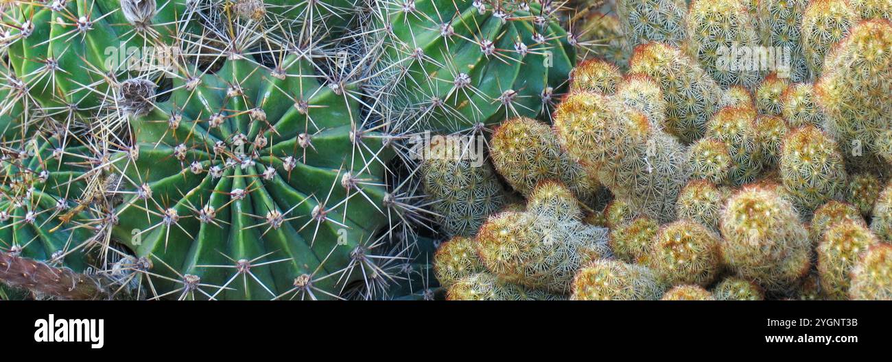 Showcasing two species hi-res stock photography and images - Alamy