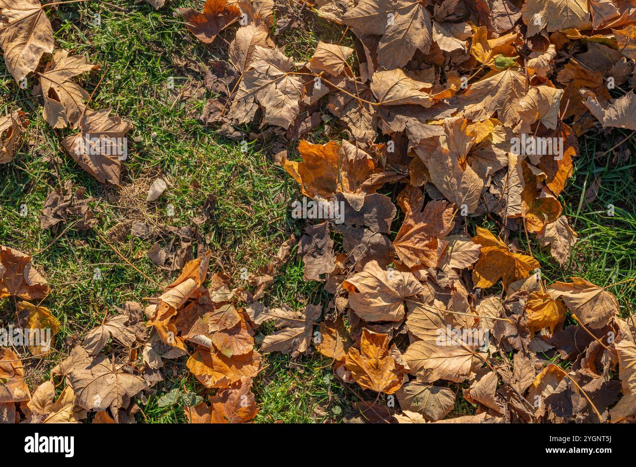 Crunchy autumn leaves hi-res stock photography and images - Alamy