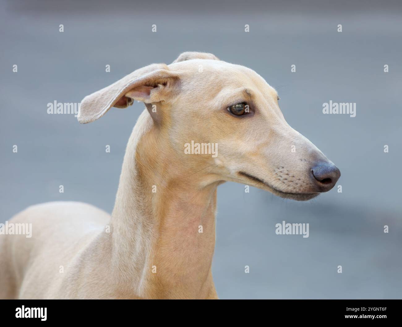Close up of an italian greyhound showing its elegant profile, folded ...
