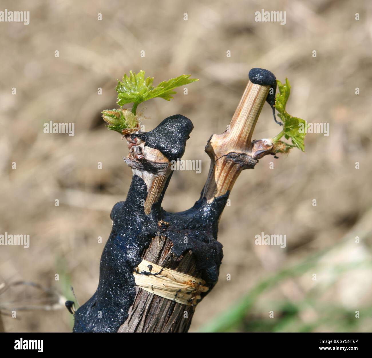 Grafted vine plant budding and showing new growth treated with ...