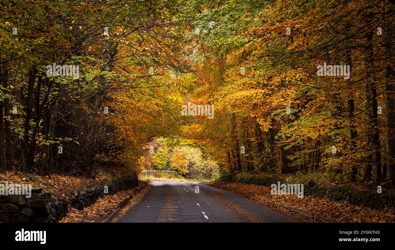 Trees form a tunnel over the road with their autumn leaves in the ...