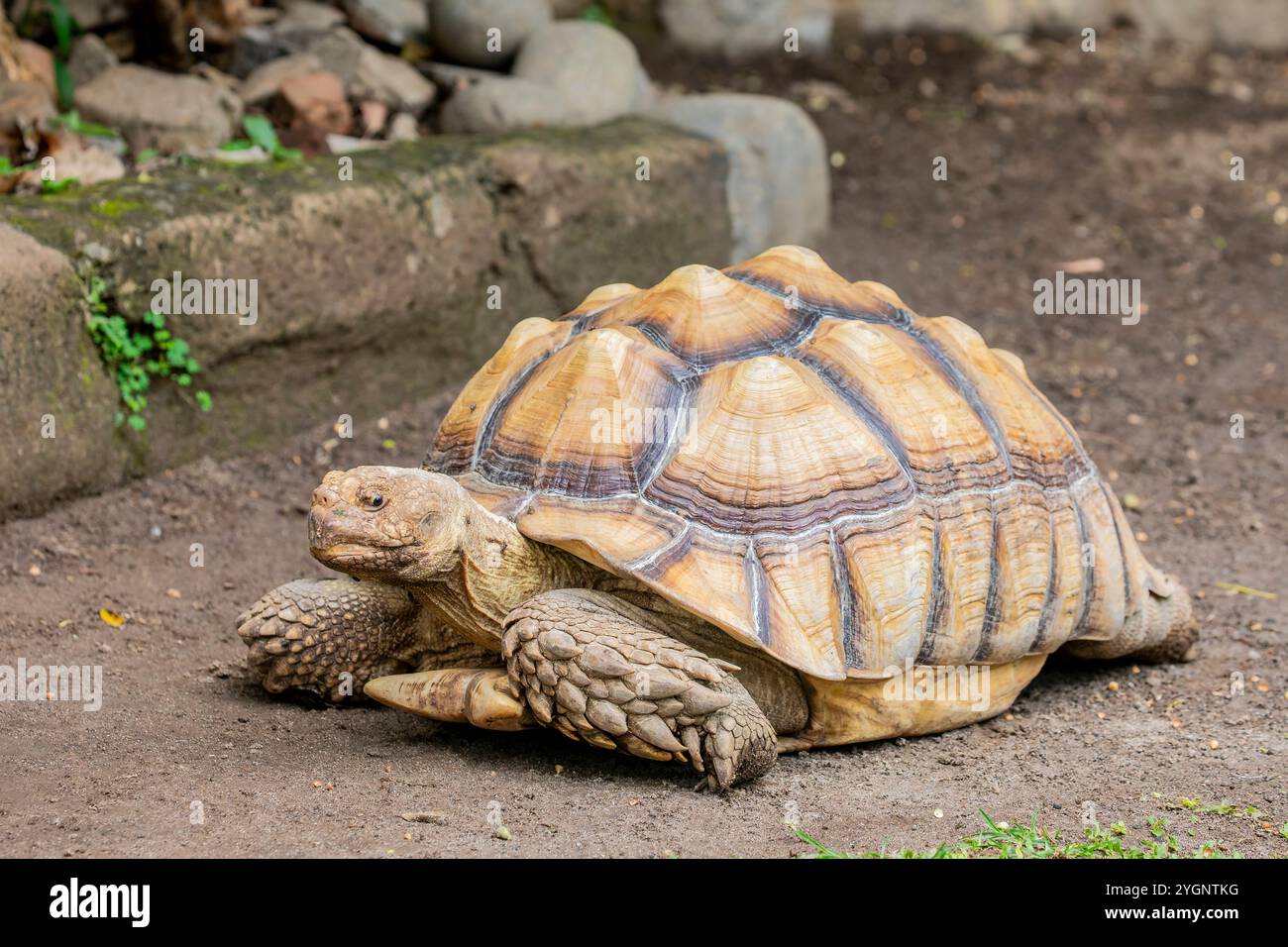 The African spurred tortoise (Centrochelys sulcata) is a species of ...