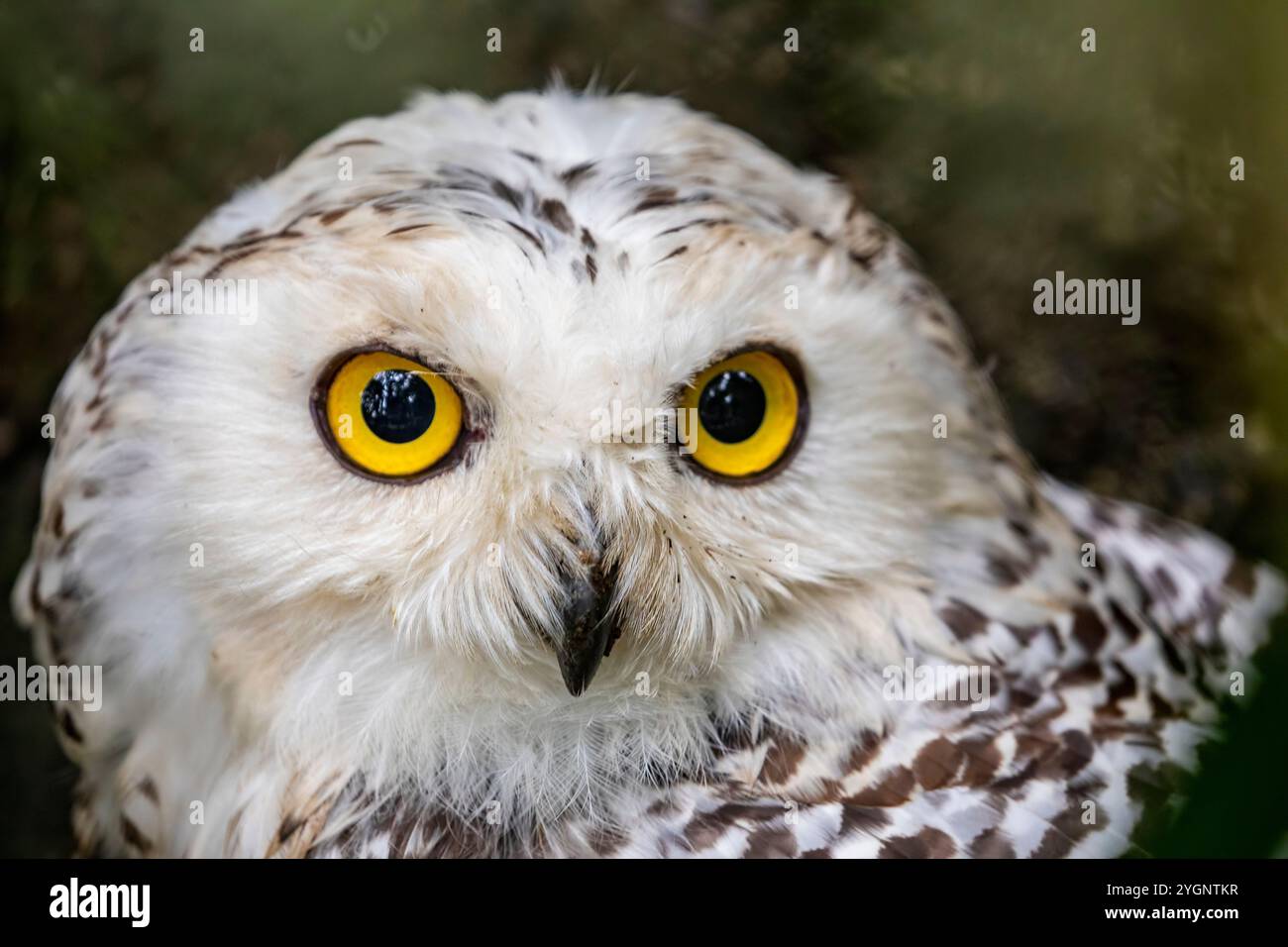 The closeup image of snowy owl (Bubo scandiacus) . It is a large, white ...