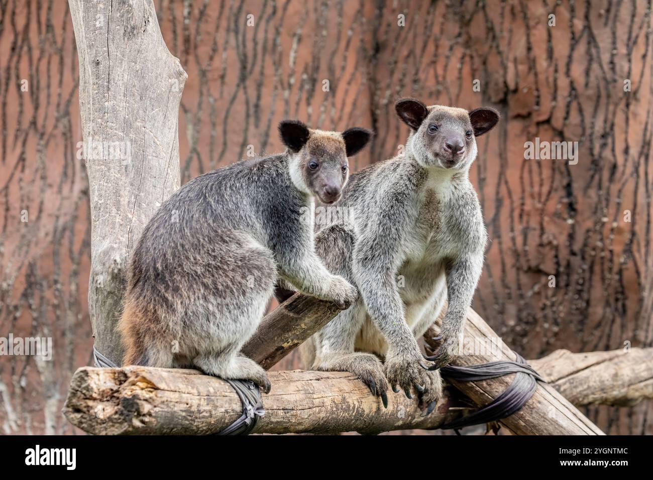 Australian indigenous native animals wildlife fauna hi-res stock ...