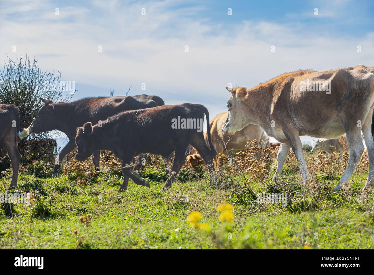 Cows Grazing On The Pasturage Hill Natural Grass Fed Cattle Conventionally Raised Cattle