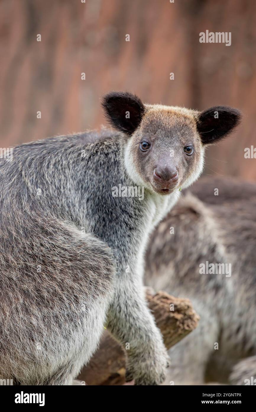 The grizzled tree kangaroo hi-res stock photography and images - Alamy