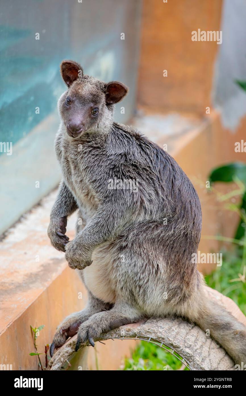 New guinea rainforest tree kangaroo hi-res stock photography and images ...