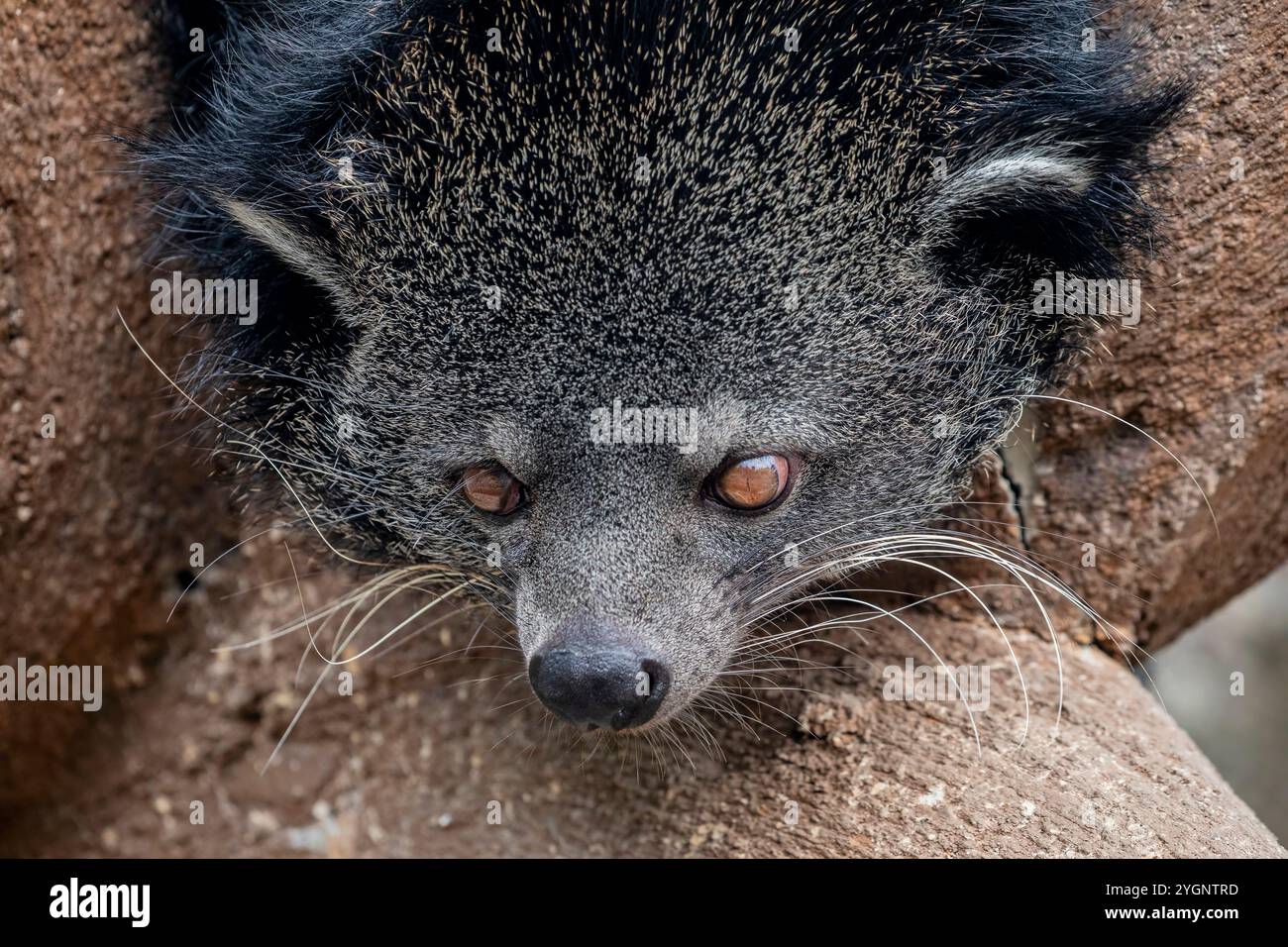 The closeup image of binturong (Arctictis binturong) is a viverrid ...