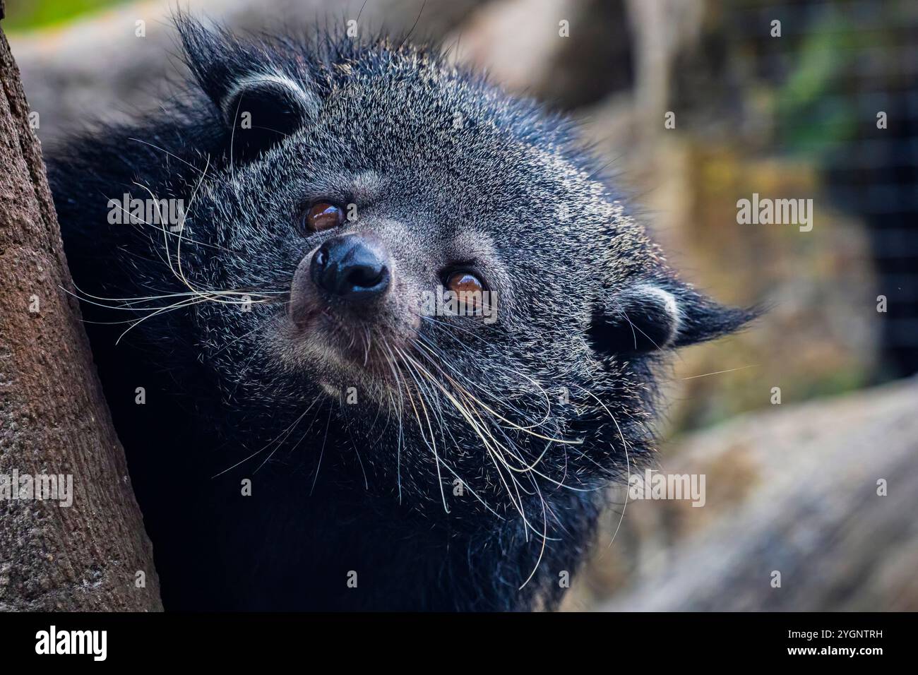 The closeup image of binturong (Arctictis binturong) is a viverrid ...