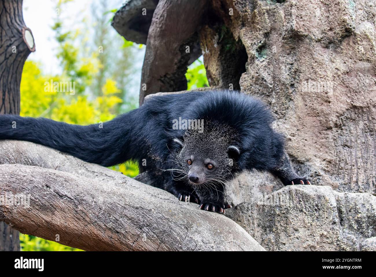 The closeup image of binturong (Arctictis binturong) is a viverrid ...
