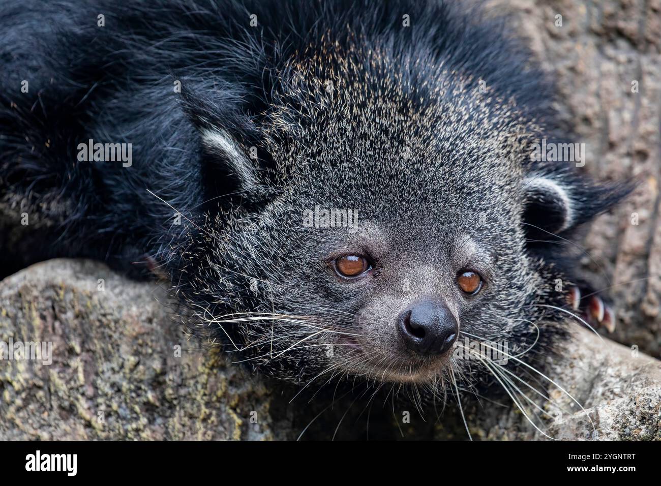 The closeup image of binturong (Arctictis binturong) is a viverrid ...