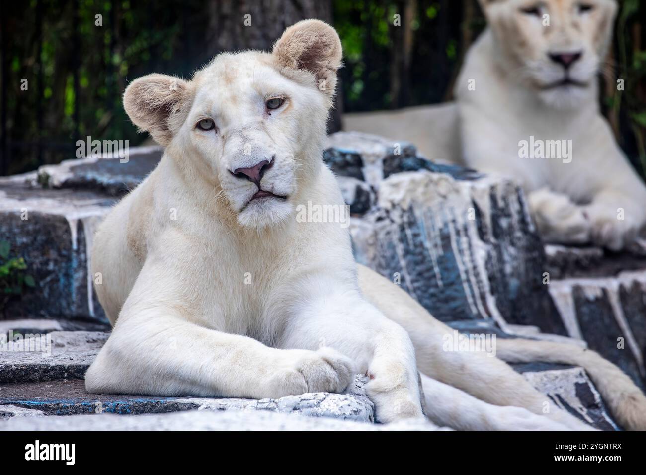 The white lion is a rare color mutation of the lion, specifically the ...
