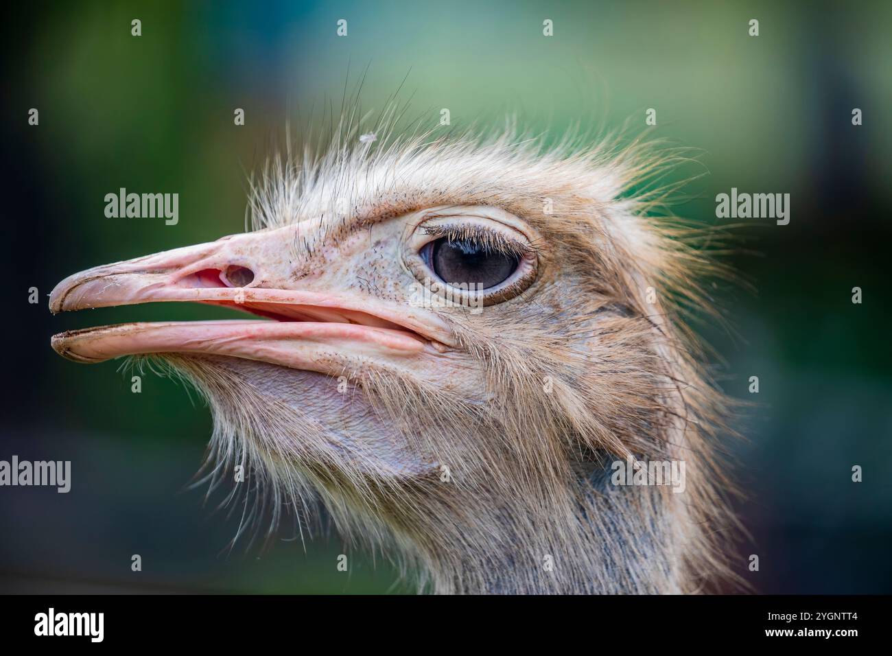 The ostrich (Struthio camelus) is the largest and heaviest living bird ...