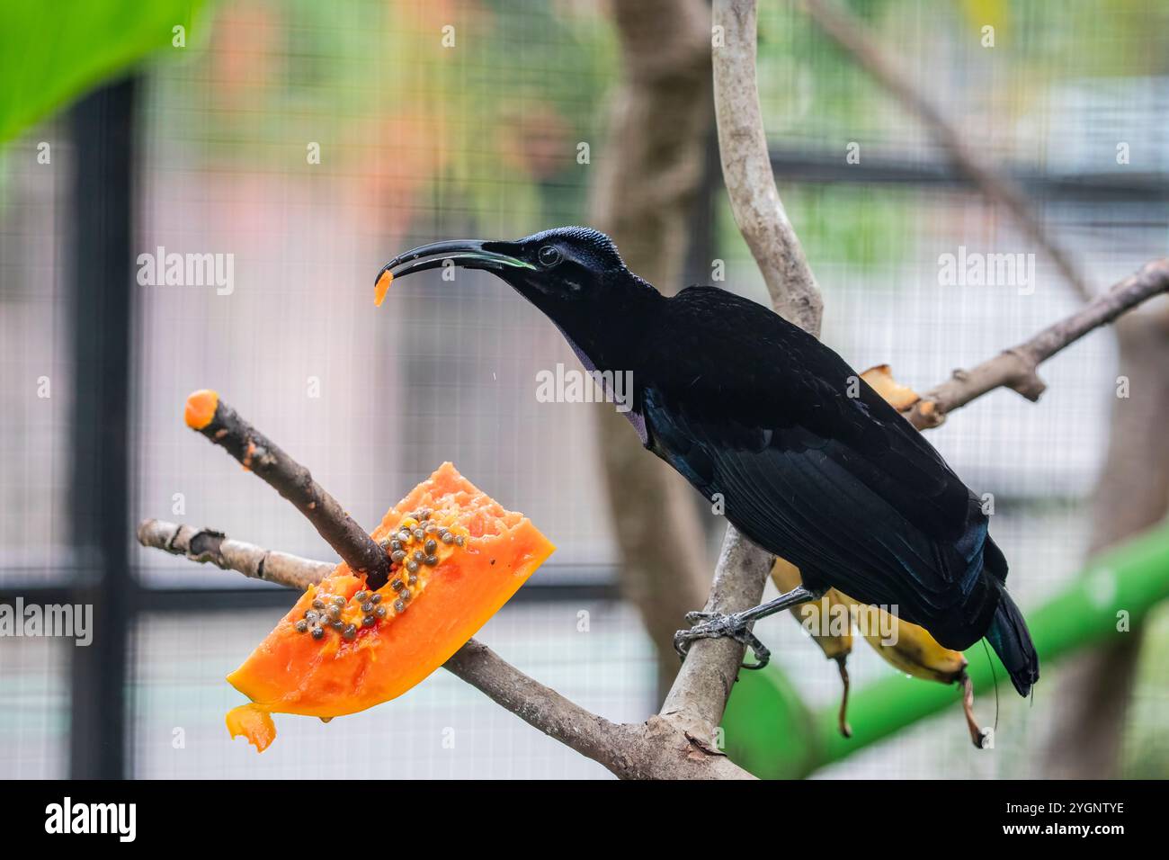 The male Magnificent Riflebird (Ptiloris magnificus) is a striking bird ...
